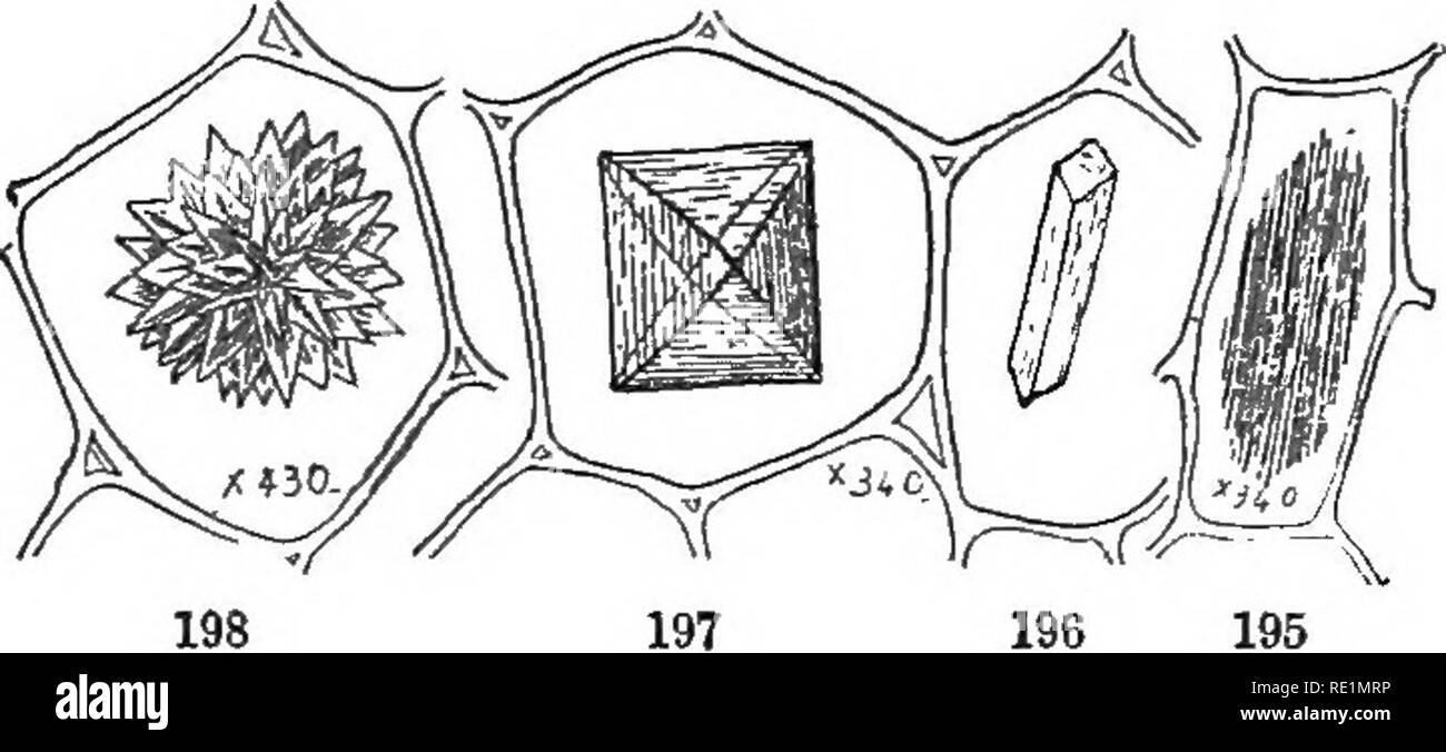 Cystoliths hi-res stock photography and images - Alamy