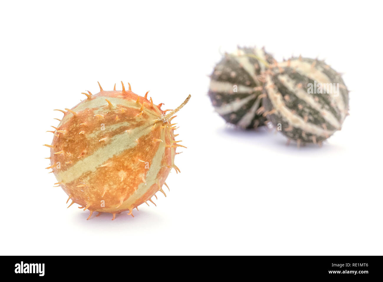 Paddy melon (Cucumis myriocarpus), wild spiny cucumber, exotic ...