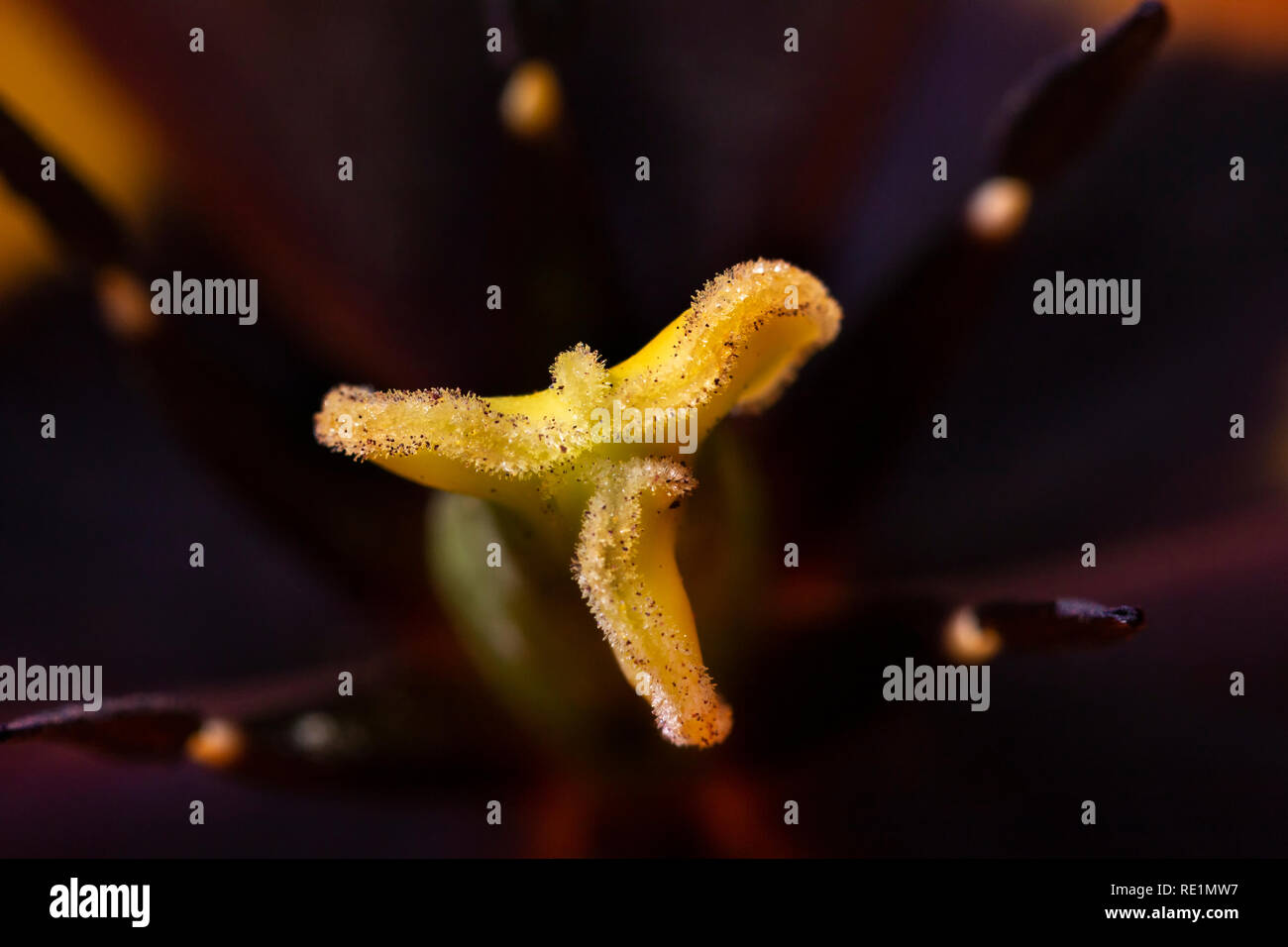 Inside of a tulip hi-res stock photography and images - Alamy