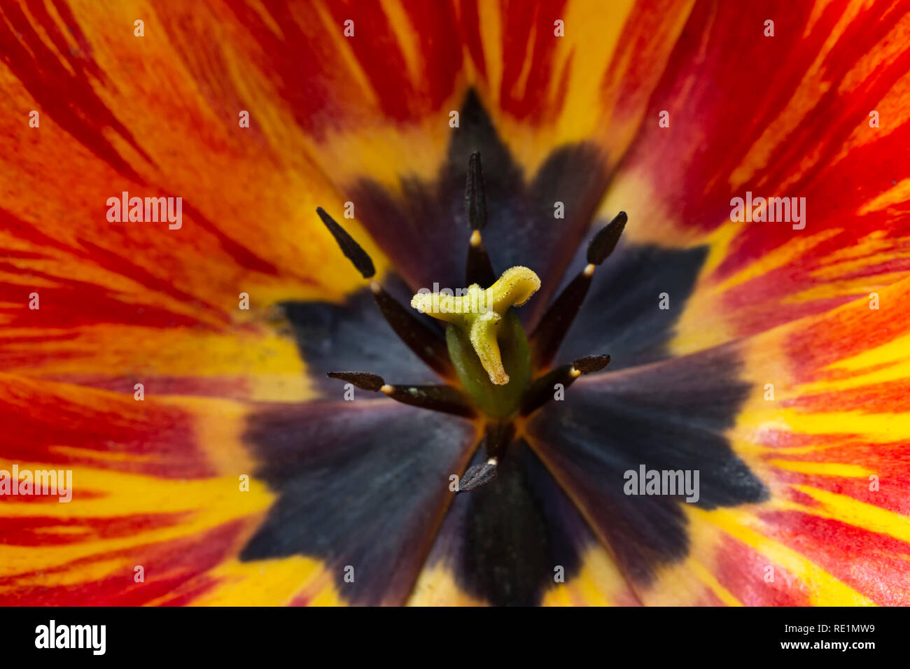 Inside of a tulip hi-res stock photography and images - Alamy