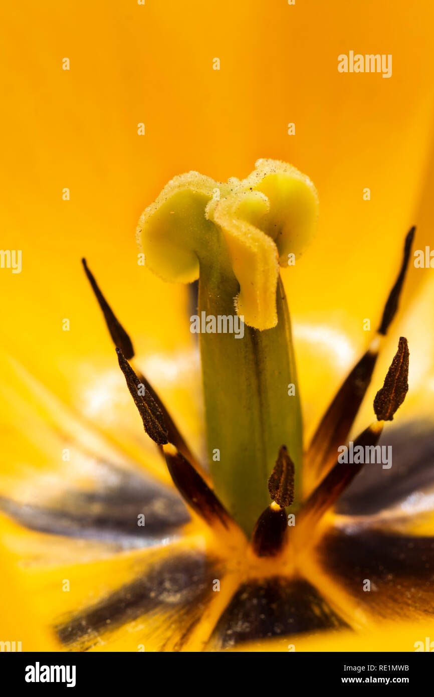 Parts of tulip hi-res stock photography and images - Alamy