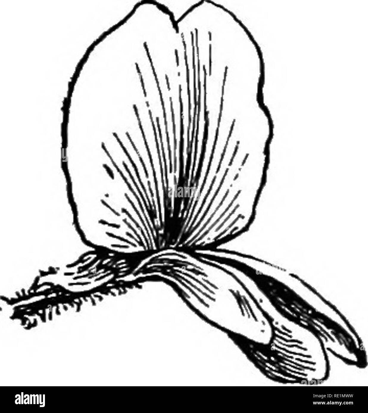 Pollination study Black and White Stock Photos & Images - Alamy