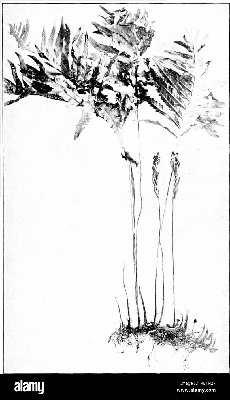 . Elementary botany. Botany. DIMORPHISM OF FERNS. 341 ferns are ...