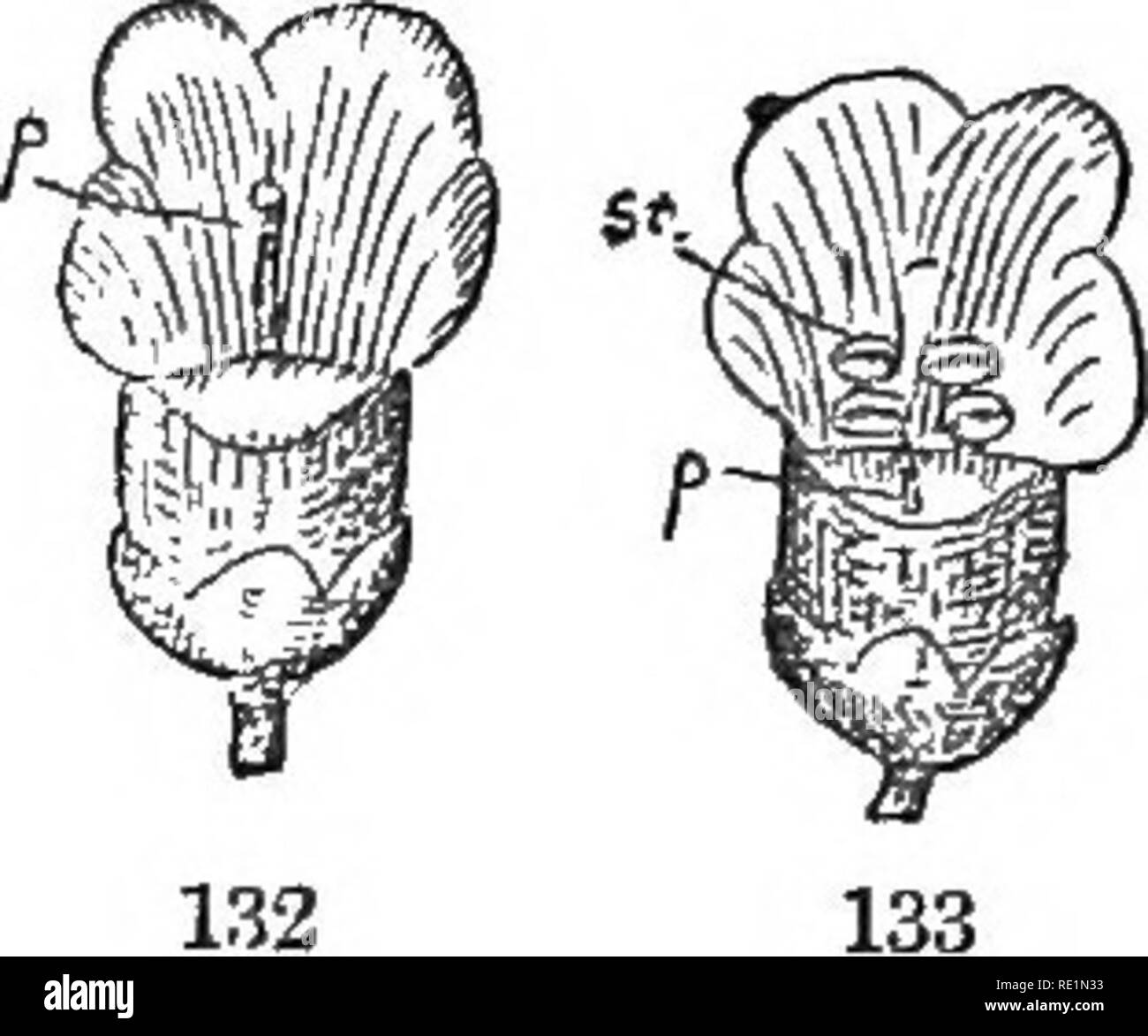 Protruding stigma hi-res stock photography and images - Alamy