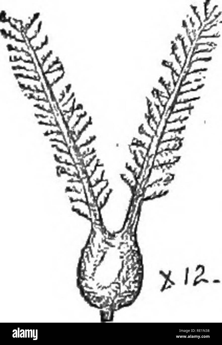 Entomophilous pollination Black and White Stock Photos & Images - Alamy