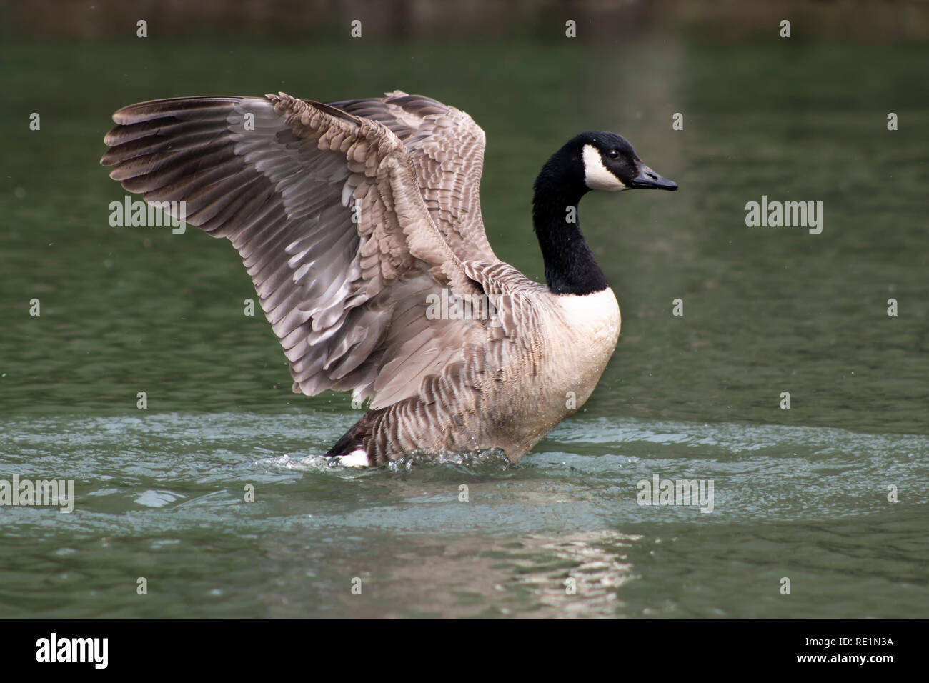 Happy goose hi-res stock photography and images - Alamy