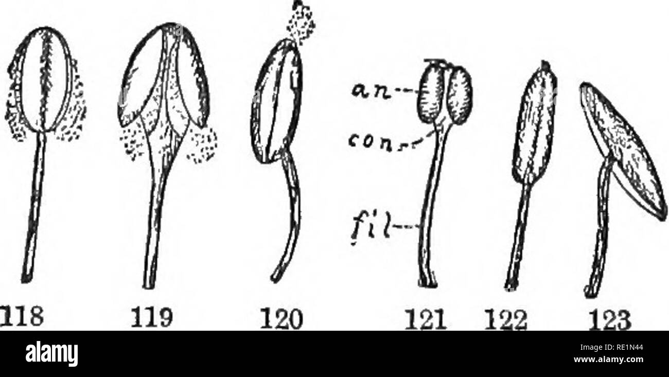 Sunflower section Black and White Stock Photos & Images - Alamy