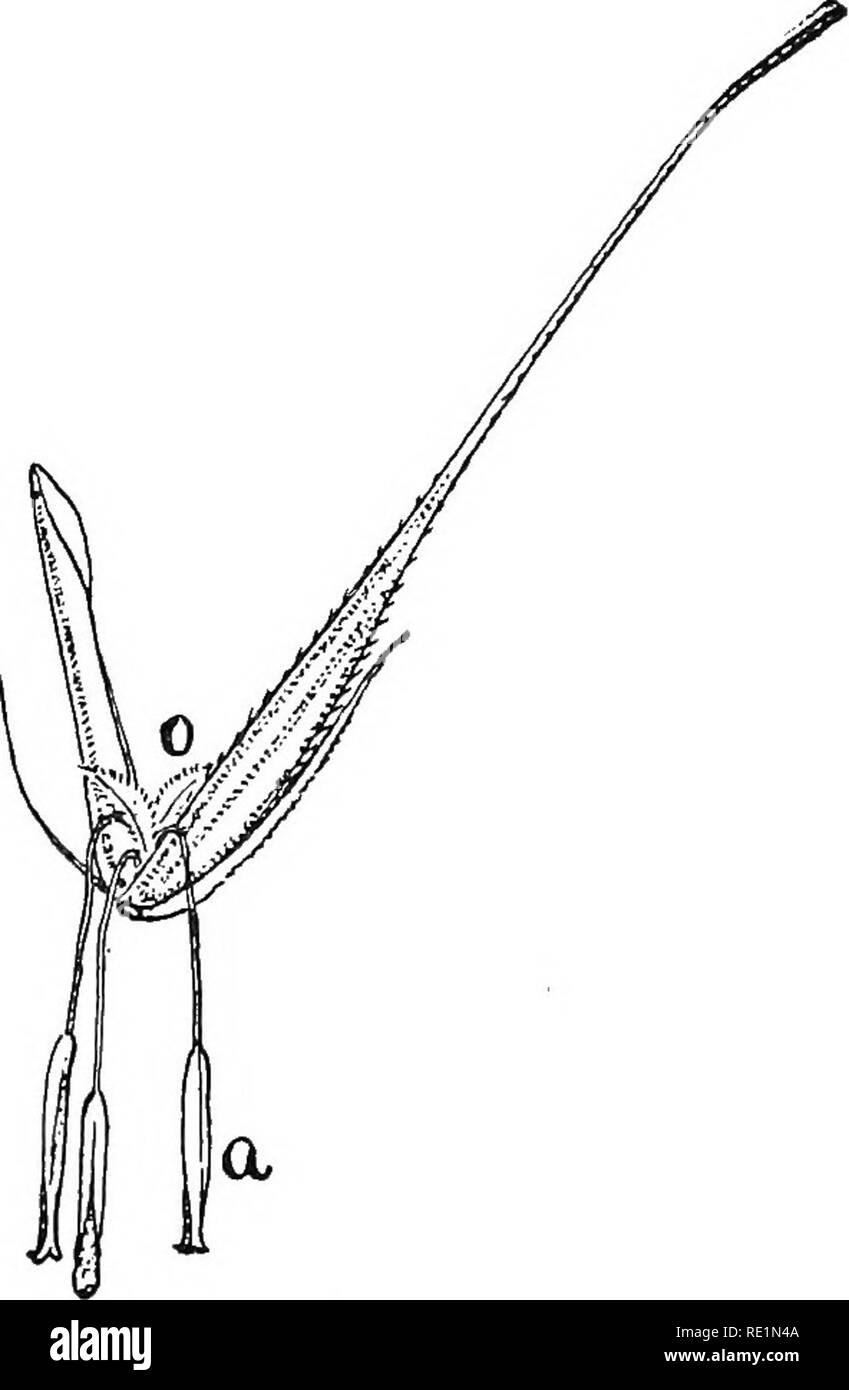 . College botany; structure, physiology and economics of plants. Botany ...