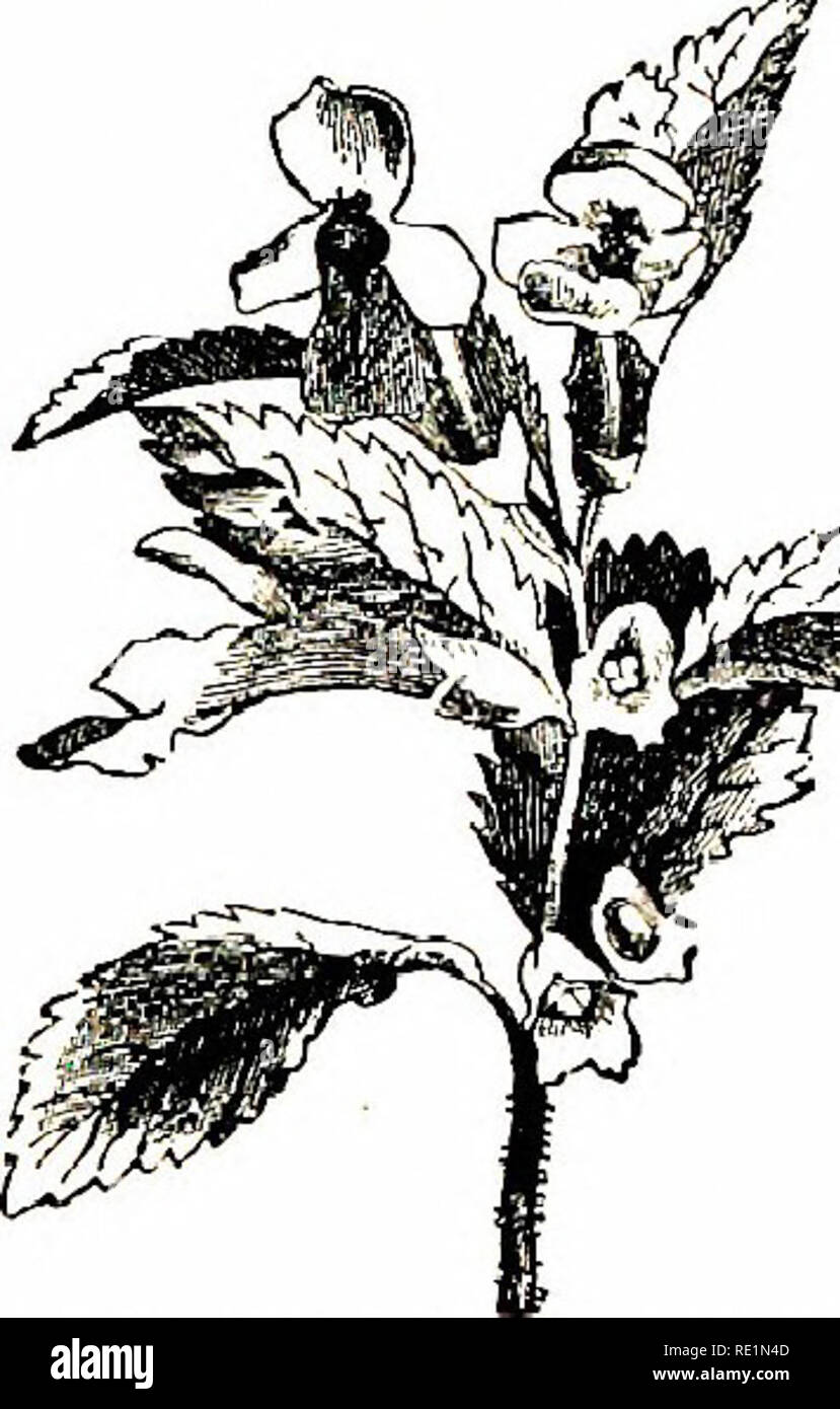 . Flowers of the field. Botany. Calamintha Officinalis (Common Calamint ...