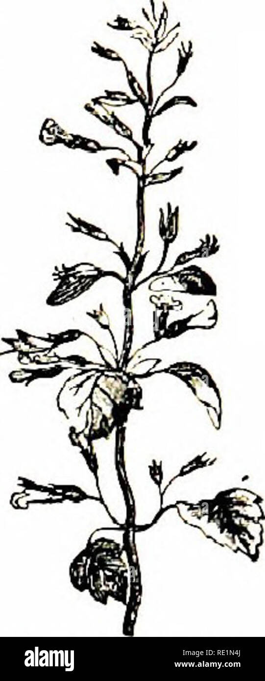 . Flowers of the field. Botany. LABIATE TRIBE 231. Calamintha ...