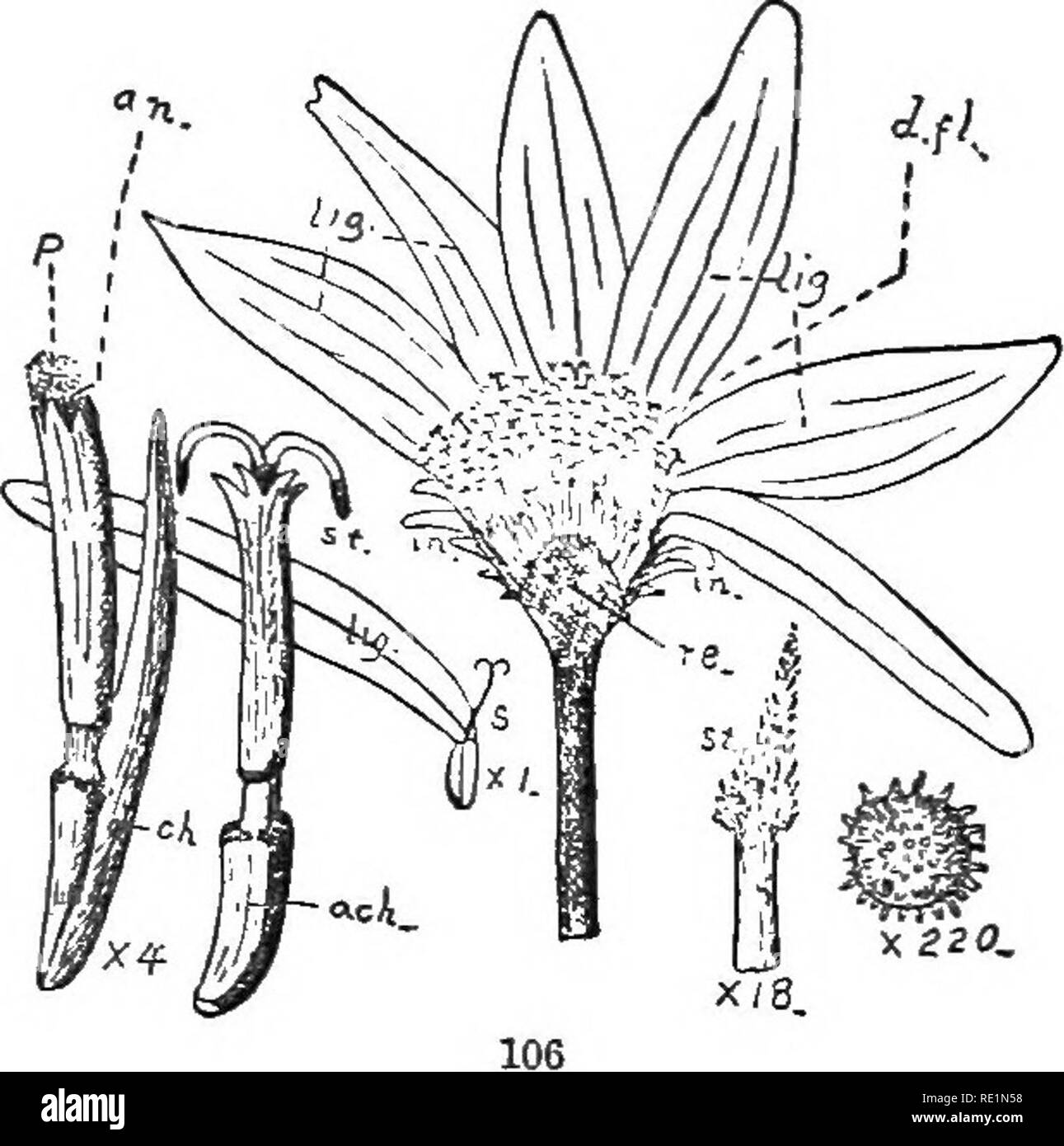 . The elements of botany embracing organography, histology, vegetable ...