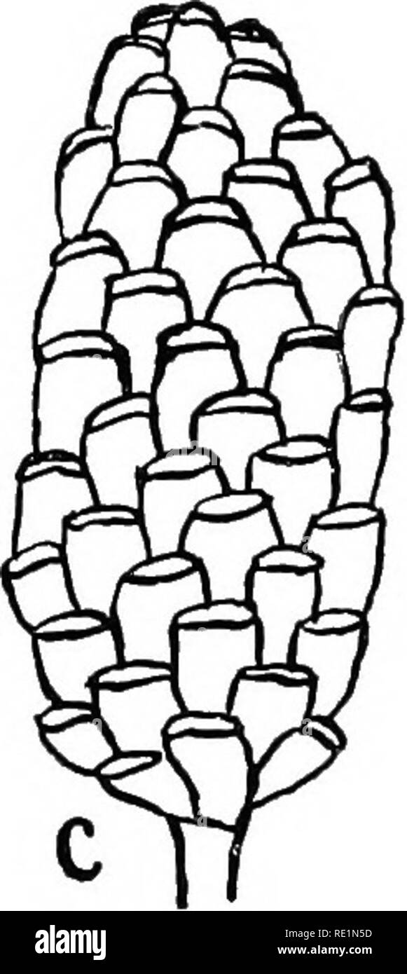 Pollen chamber Black and White Stock Photos & Images - Alamy