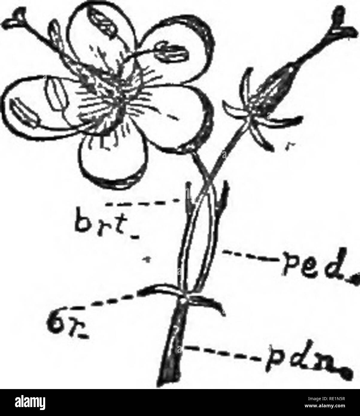 . The elements of botany embracing organography, histology, vegetable ...
