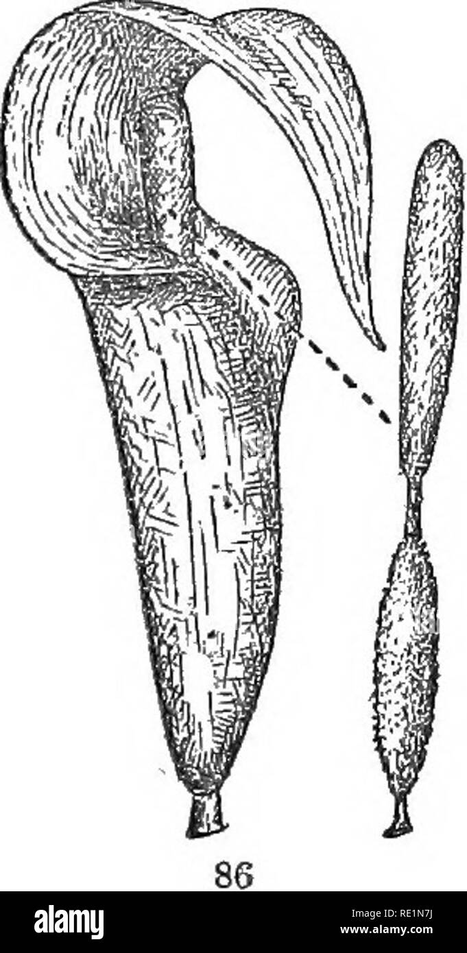 The bracts subtend small Black and White Stock Photos & Images - Alamy