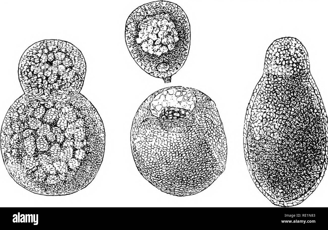 Wolffia hi-res stock photography and images - Alamy