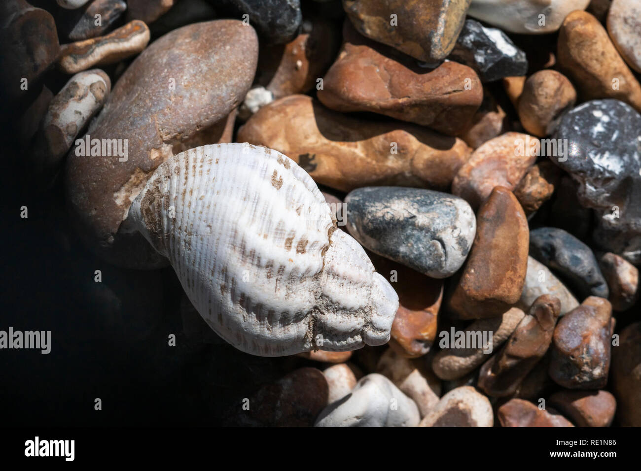 Shell beaches hi-res stock photography and images - Alamy