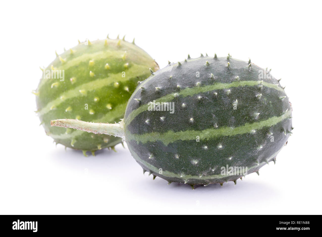 Cucumis prophetarum hi-res stock photography and images - Alamy