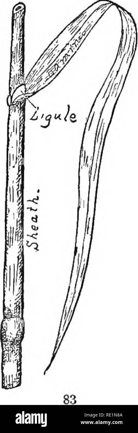 Tulip tree scales hi-res stock photography and images - Alamy