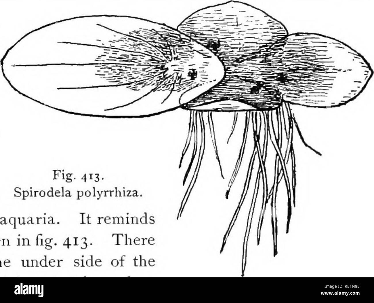 Wolffia Angusta