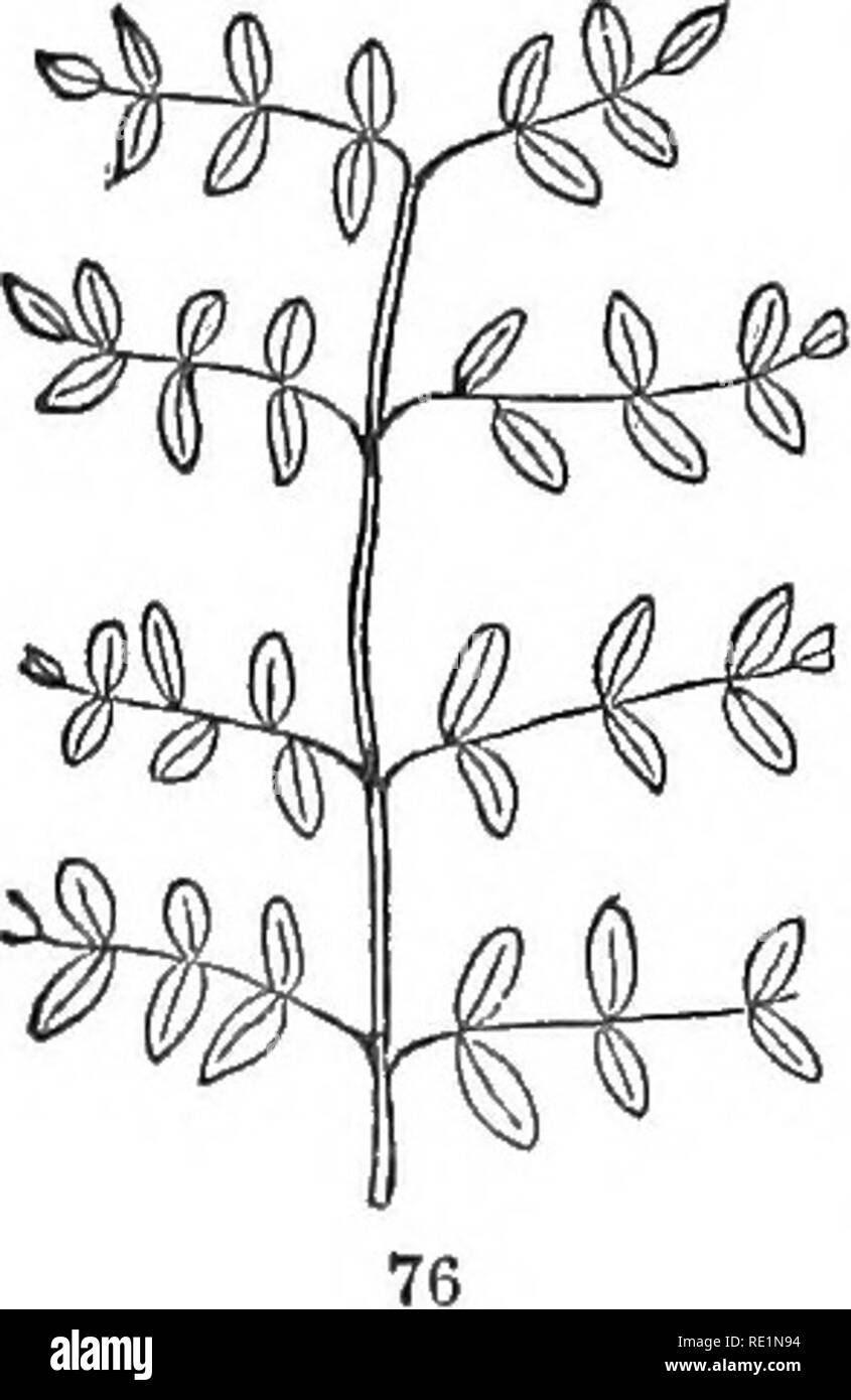 . The elements of botany embracing organography, histology, vegetable ...