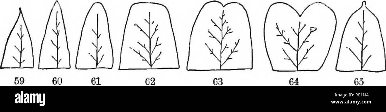 . The elements of botany embracing organography, histology, vegetable ...