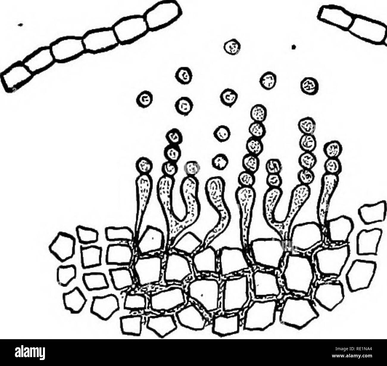 Plasmopara viticola hi-res stock photography and images - Alamy