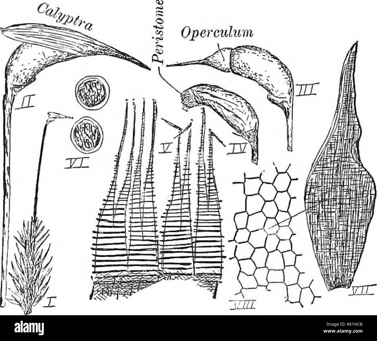 Double row teeth Black and White Stock Photos & Images - Alamy