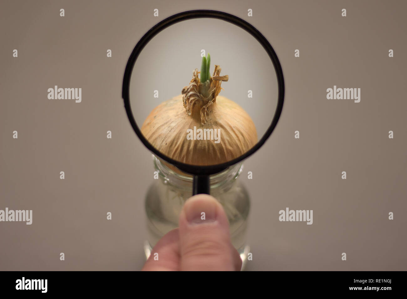 Magnifying glass onion hi-res stock photography and images - Alamy