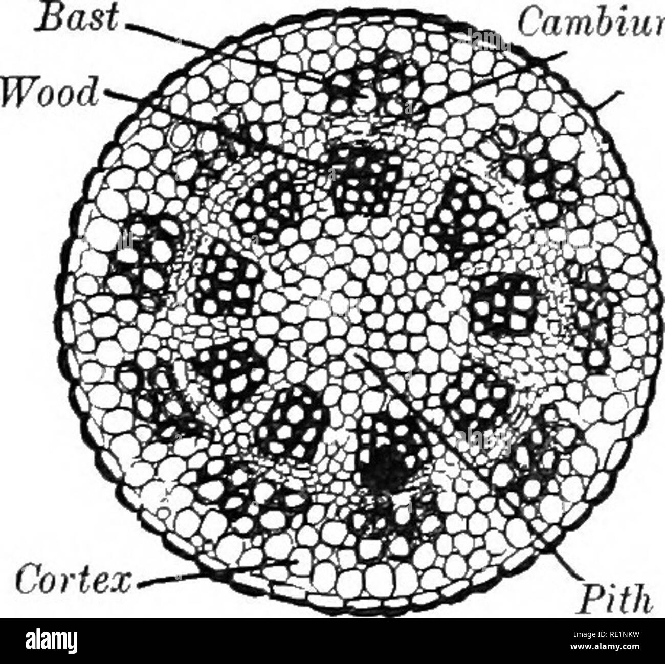 . A text-book of elementary botany. Botany. Oortex ^%i2cs ...