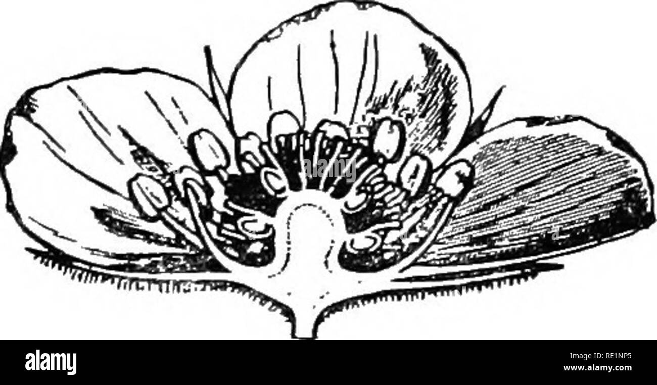 . Elementary botany. Botany. Fig. 362. spir^a (S varming.) Perigynous ...