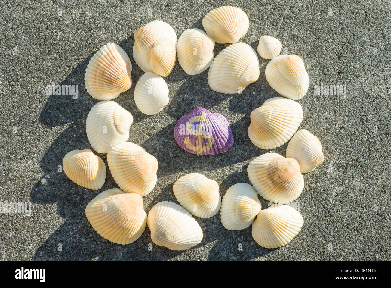 Dollar sign on the shell. Background with clean seashells Stock Photo ...