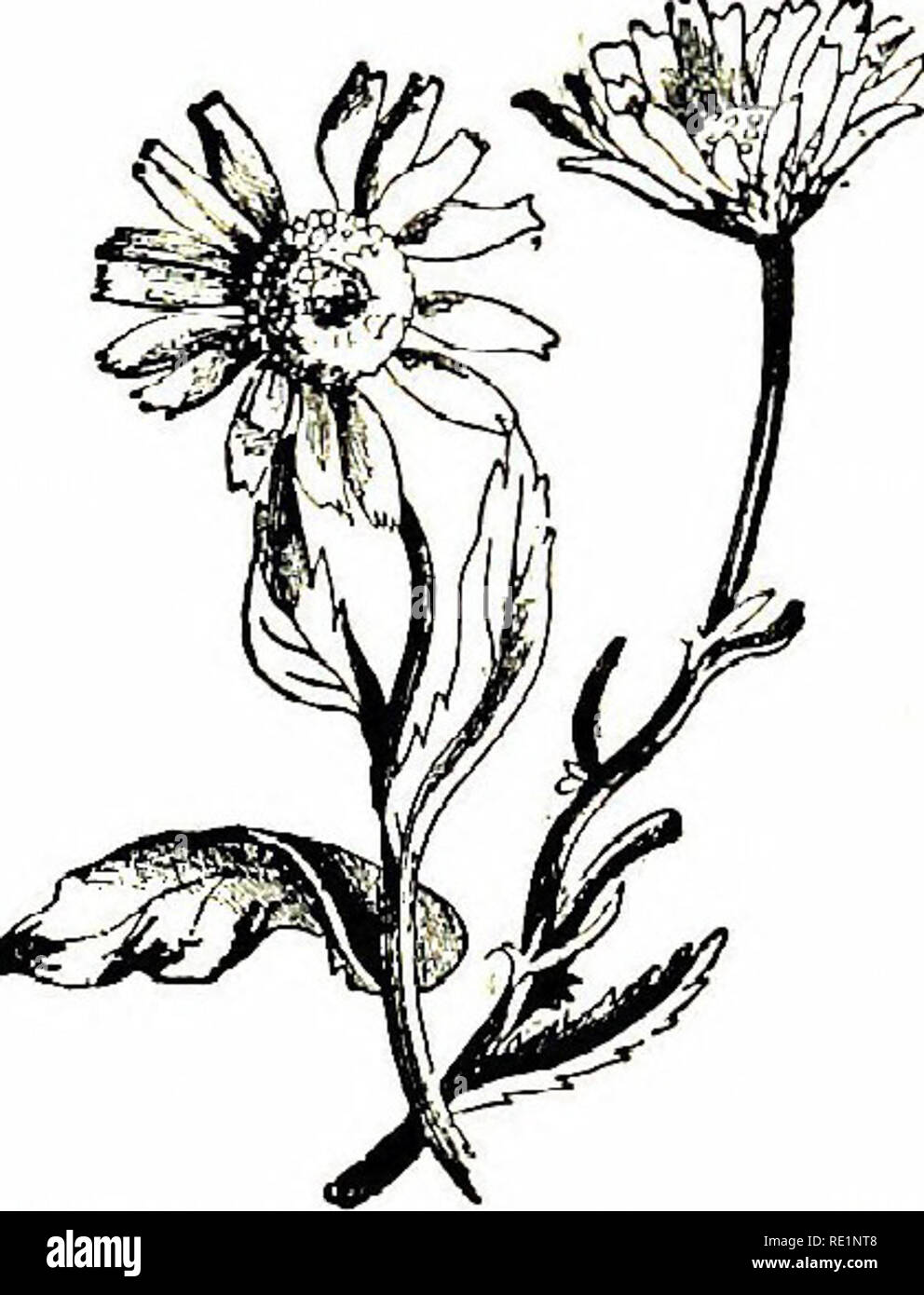 . Flowers of the field. Botany. 174. Chrysanthemum Leucan- THEMUM ...