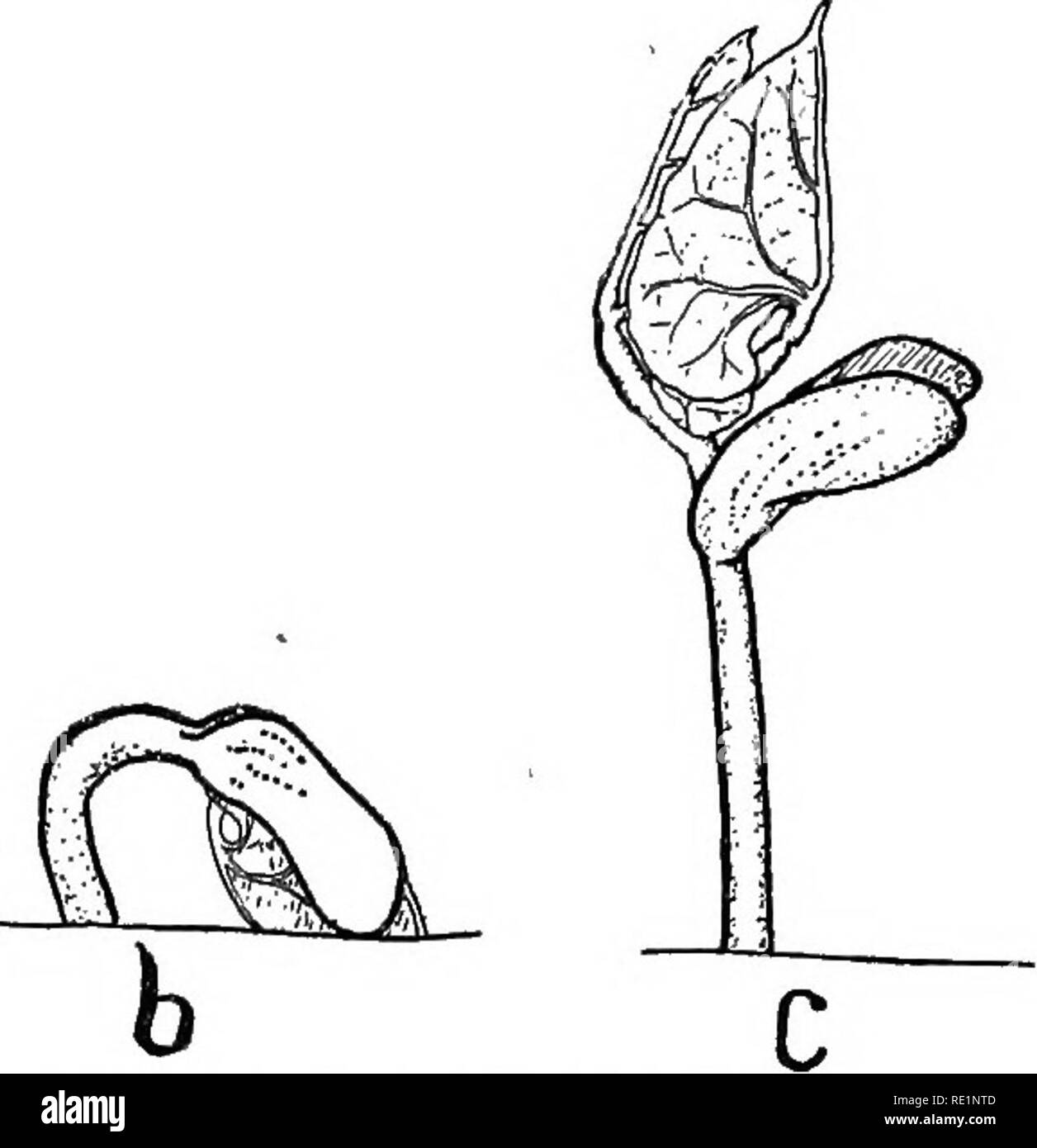 coloring pages seeds soil
