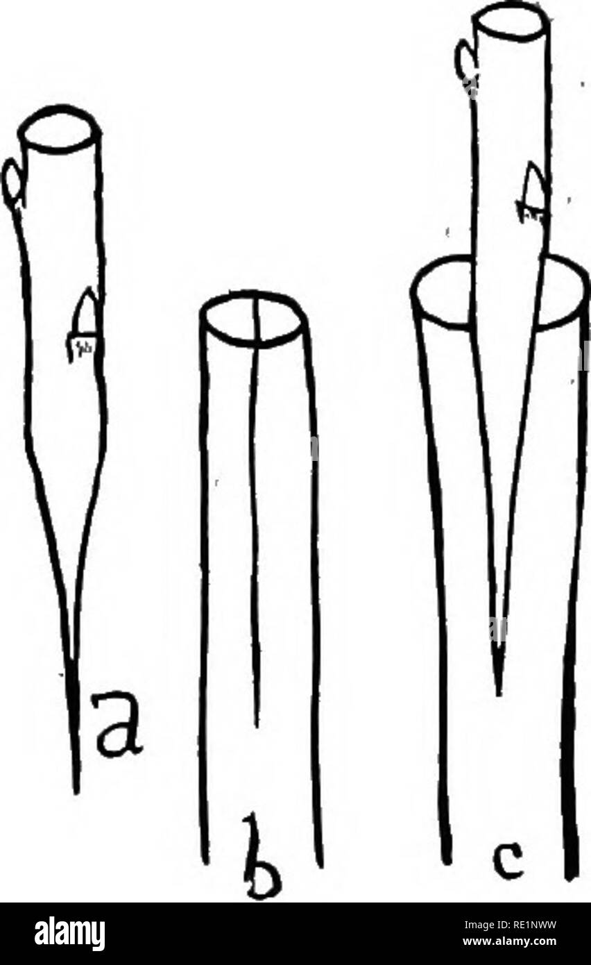 . College botany; structure, physiology and economics of plants. Botany ...