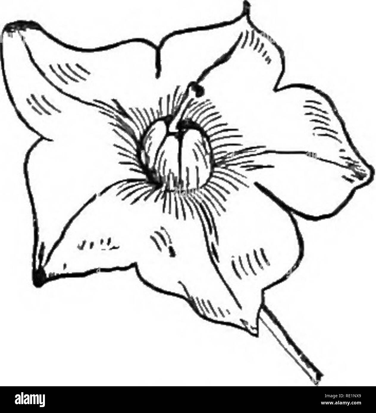 . A text-book of elementary botany. Botany. THE FLOWER. 41 8. A rotate ...