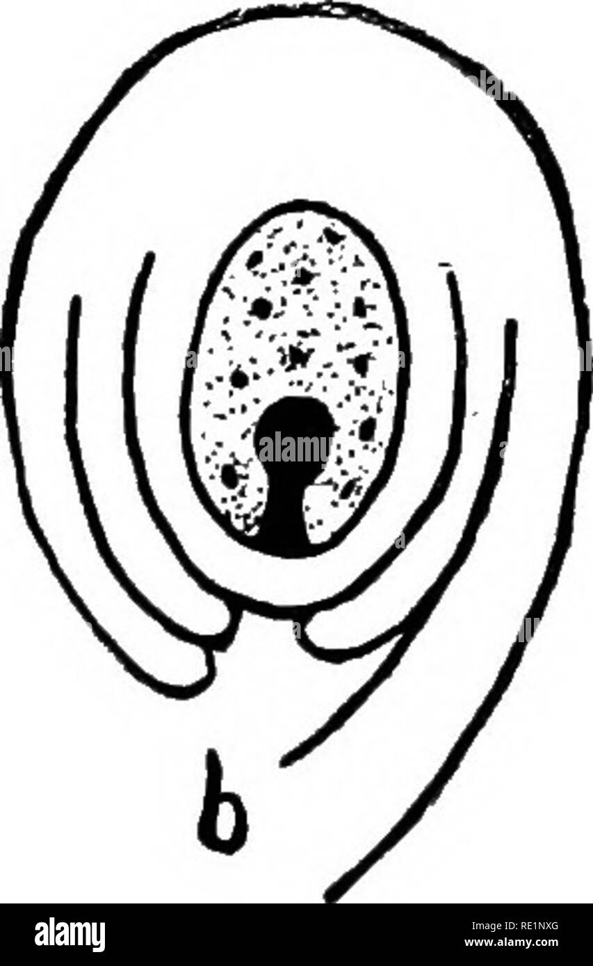 Ovule structure Black and White Stock Photos & Images - Alamy