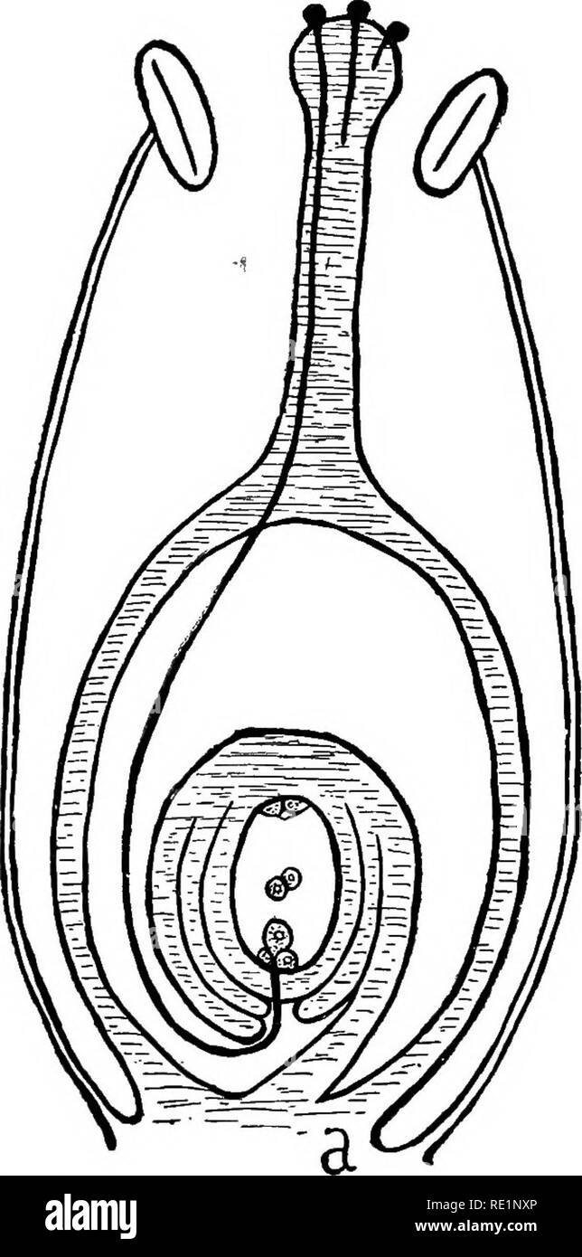 Female gamete Black and White Stock Photos & Images - Alamy