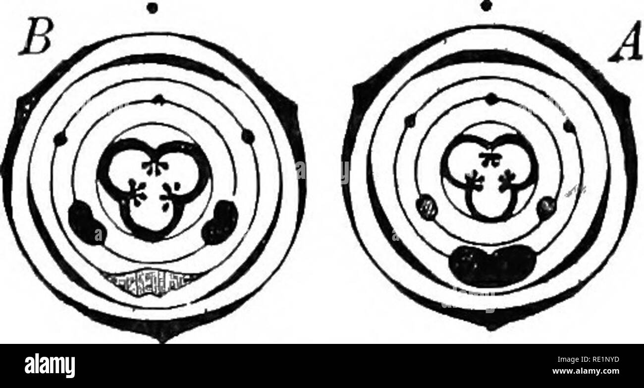 . Elementary botany. Botany. 2s6 MONO CO T YLED ONS. the flower is ...