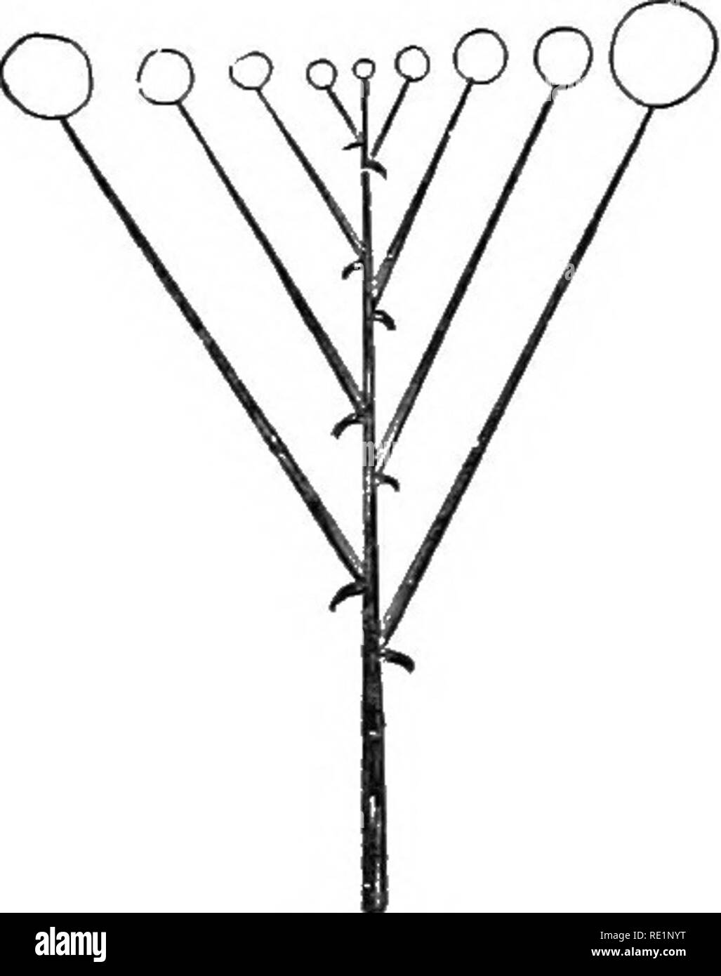 Inflorescence is a corymb hi-res stock photography and images - Alamy