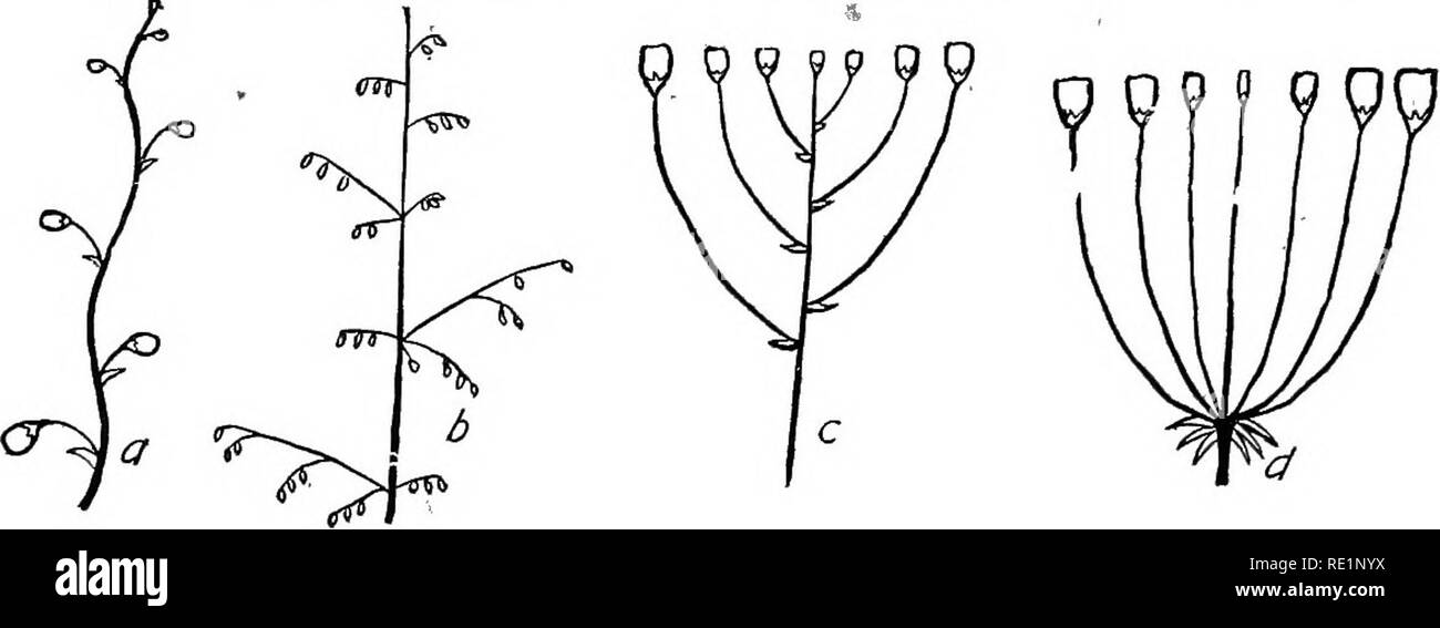 Gamosepalous hi-res stock photography and images - Alamy