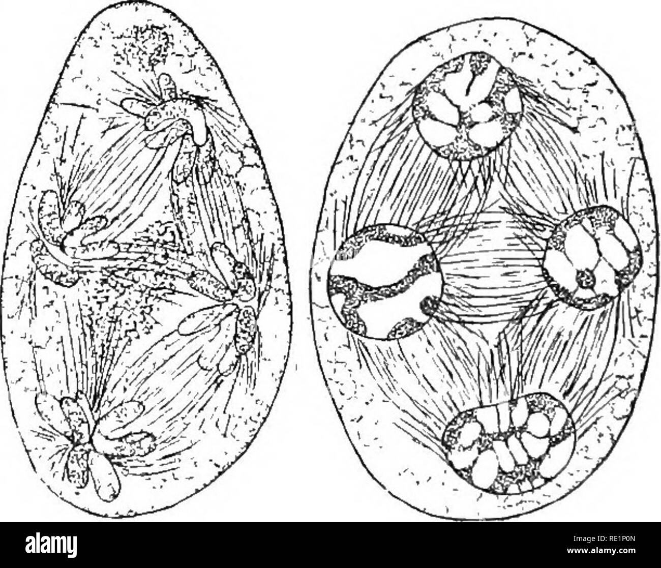 . Elementary botany. Botany. while the other chromosome of each pair ...