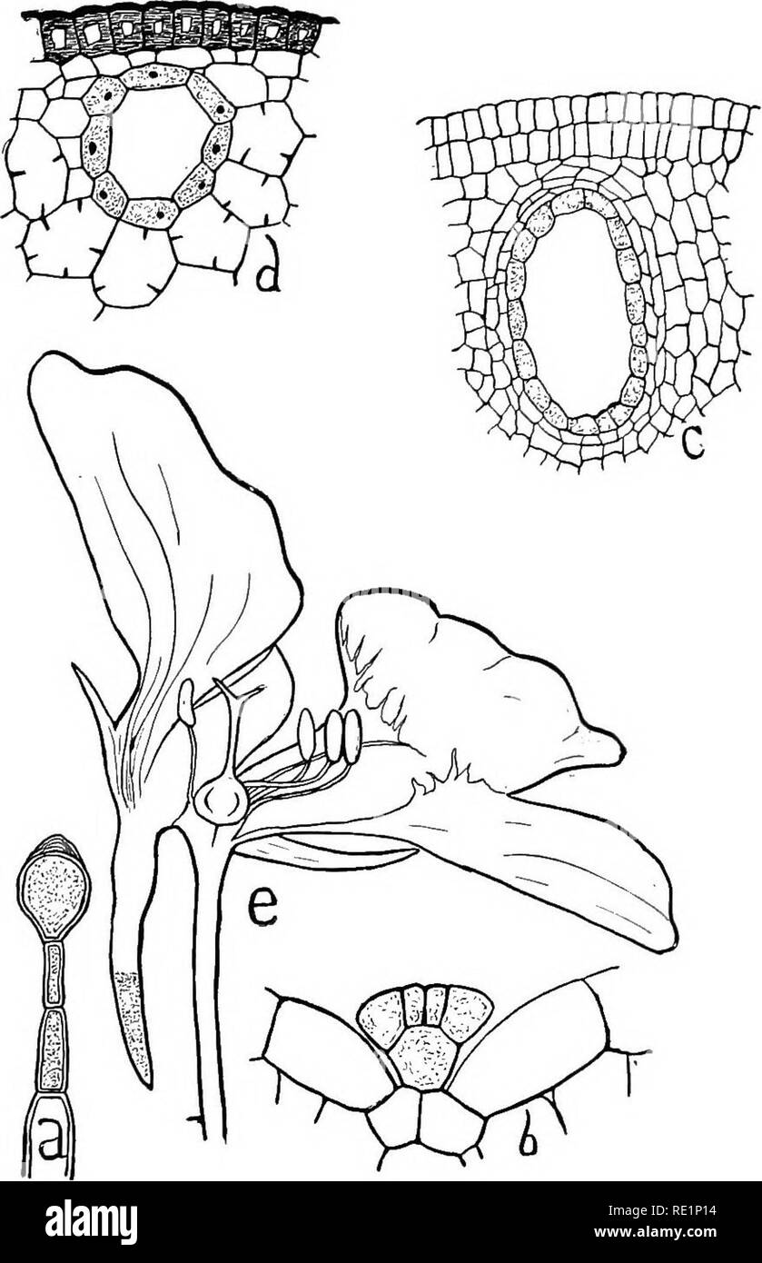 Guttation at leaves hi-res stock photography and images - Alamy