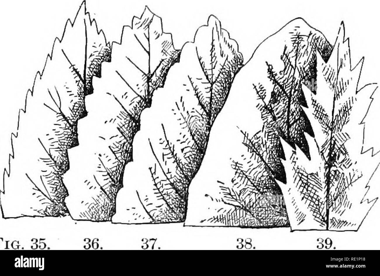 Half scal hi-res stock photography and images - Alamy