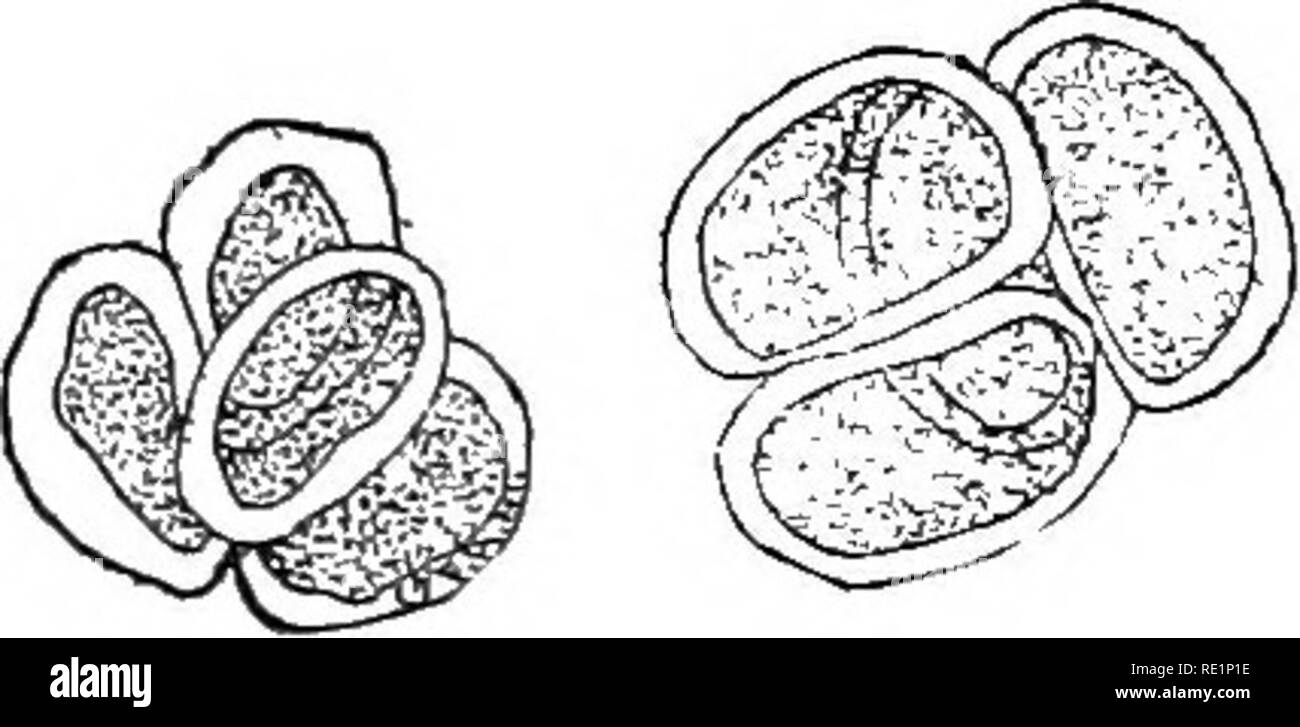 . Elementary botany. Botany. Fig. 313- Forming spores in mother cells ...