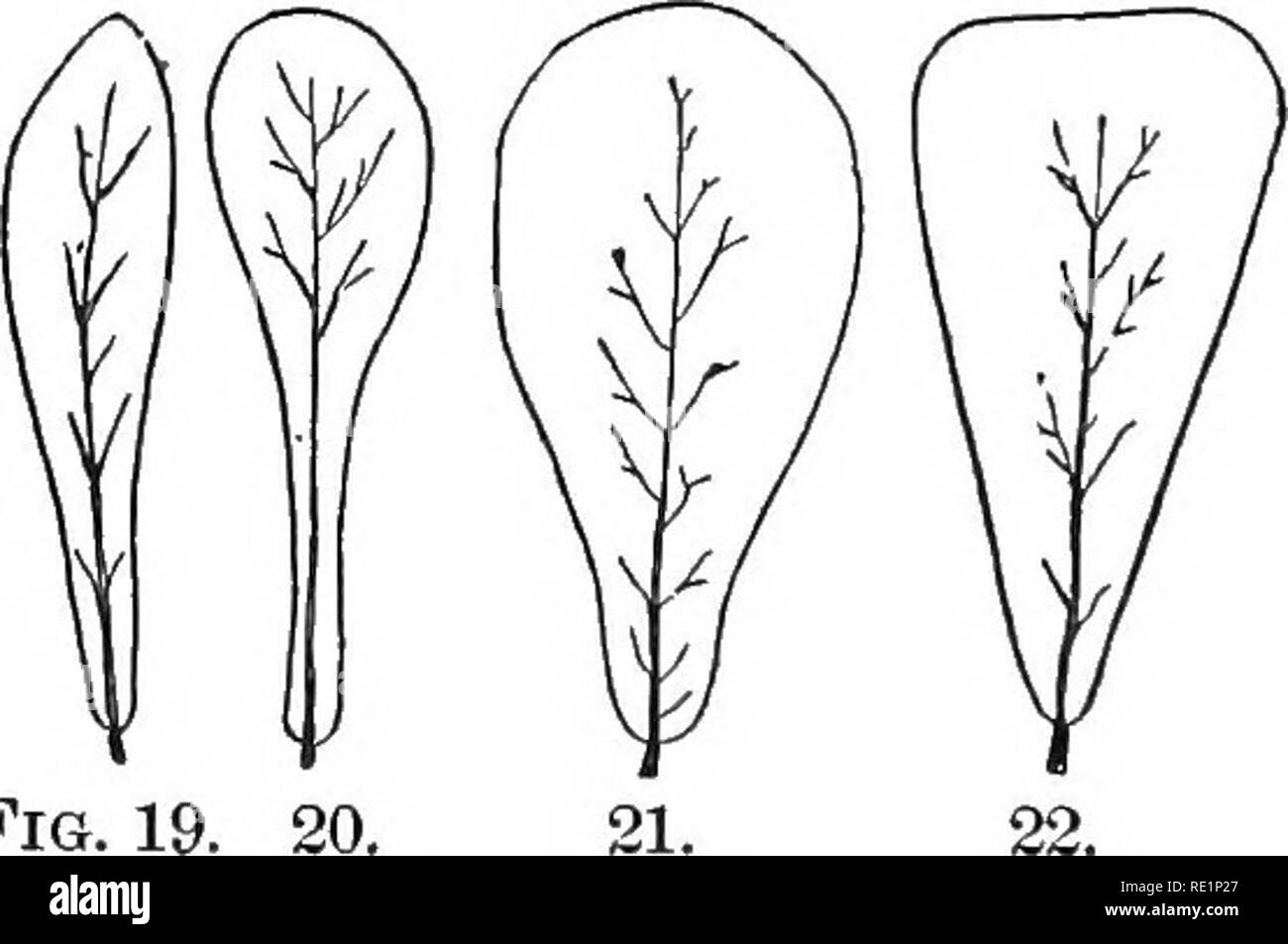 . A text-book of elementary botany. Botany. Fig. 18.. Fig. 19. 20 ...