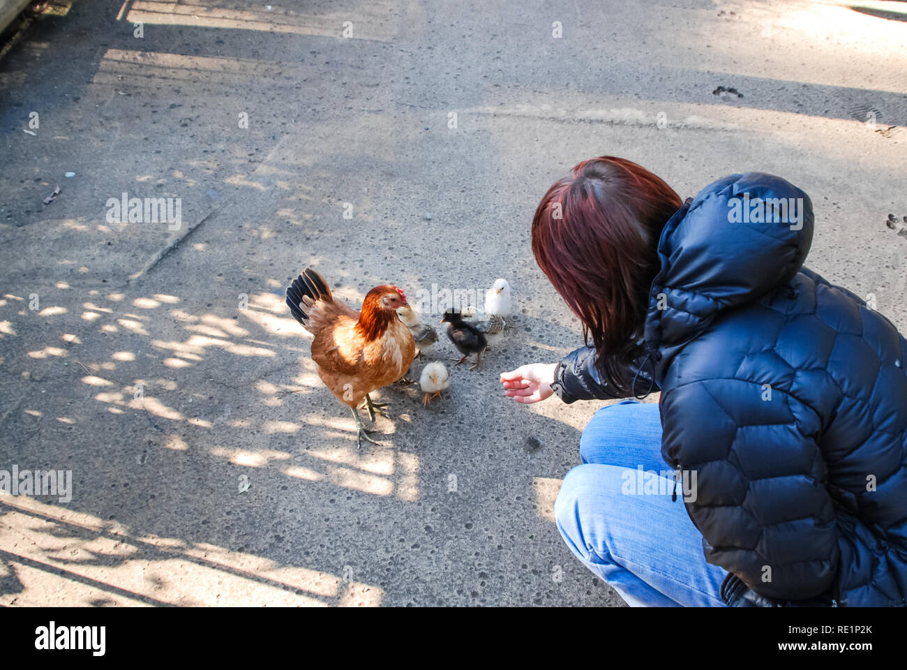 Chicken with chickens walks on the asphalt among people. Homemade ...