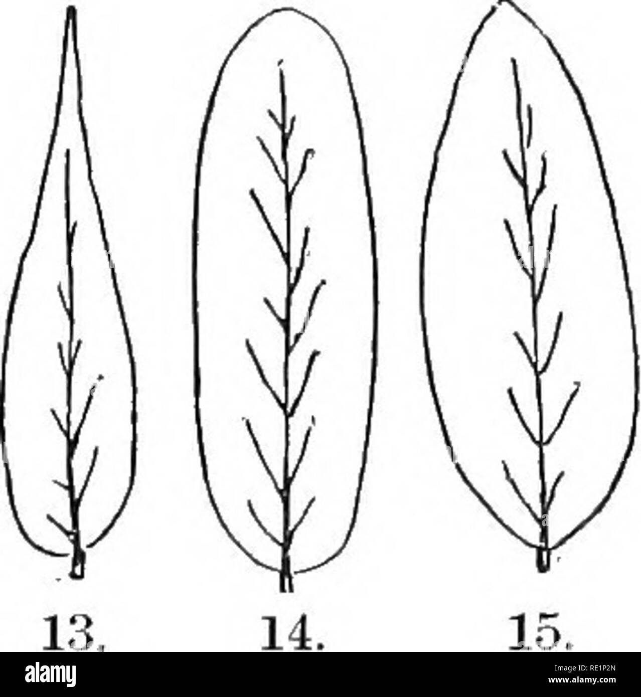 Elliptical shape leaves Black and White Stock Photos & Images - Alamy