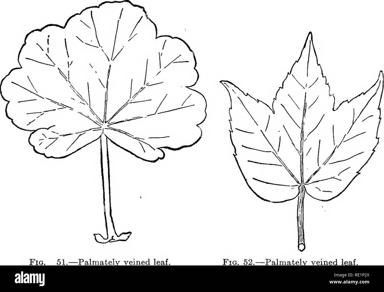 Palmately veined leaf Black and White Stock Photos & Images - Alamy