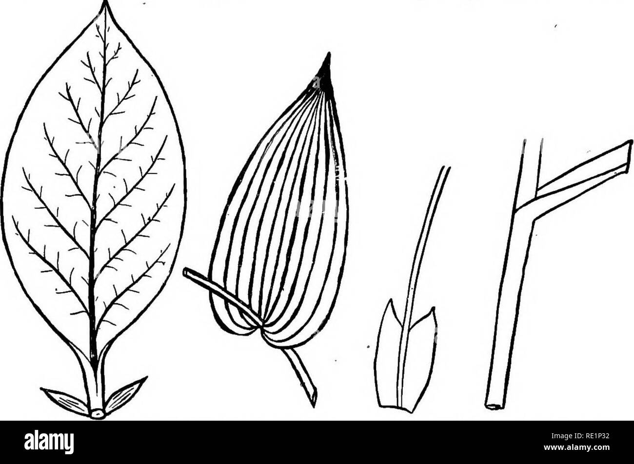 Parallel leaf veins Black and White Stock Photos & Images - Alamy