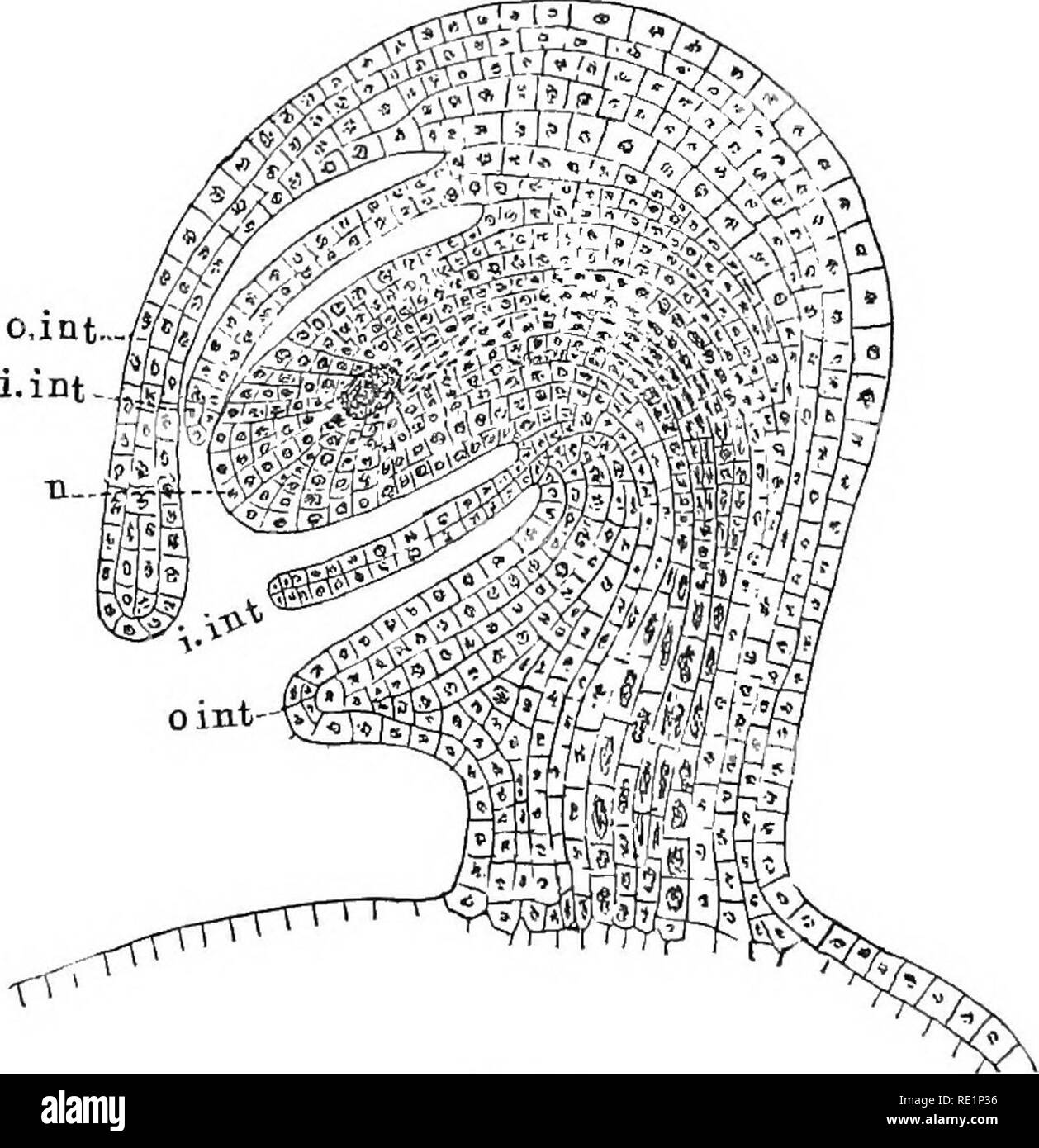 Ovule structure Black and White Stock Photos & Images - Alamy